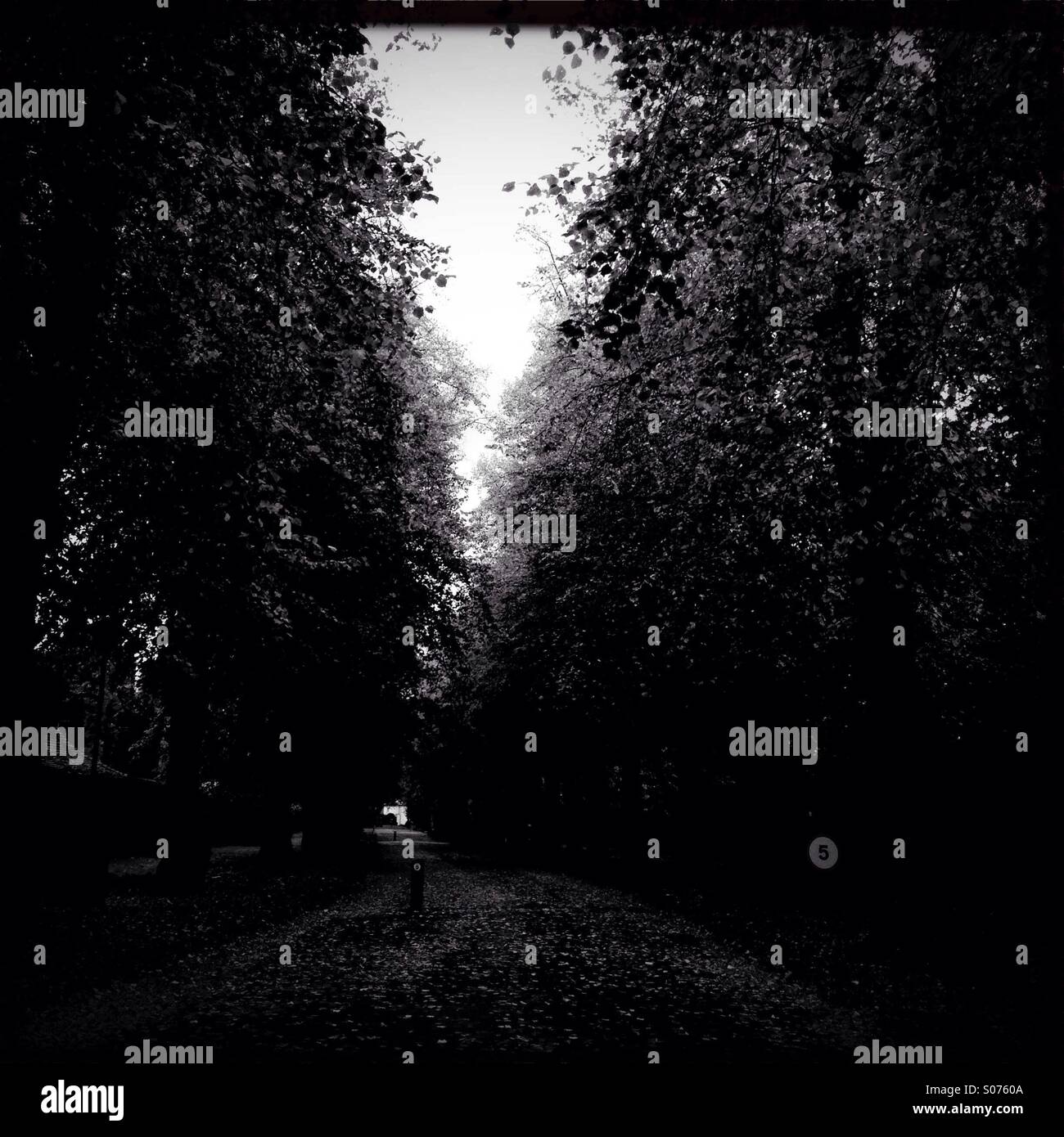 Tree lined walk hi-res stock photography and images - Alamy