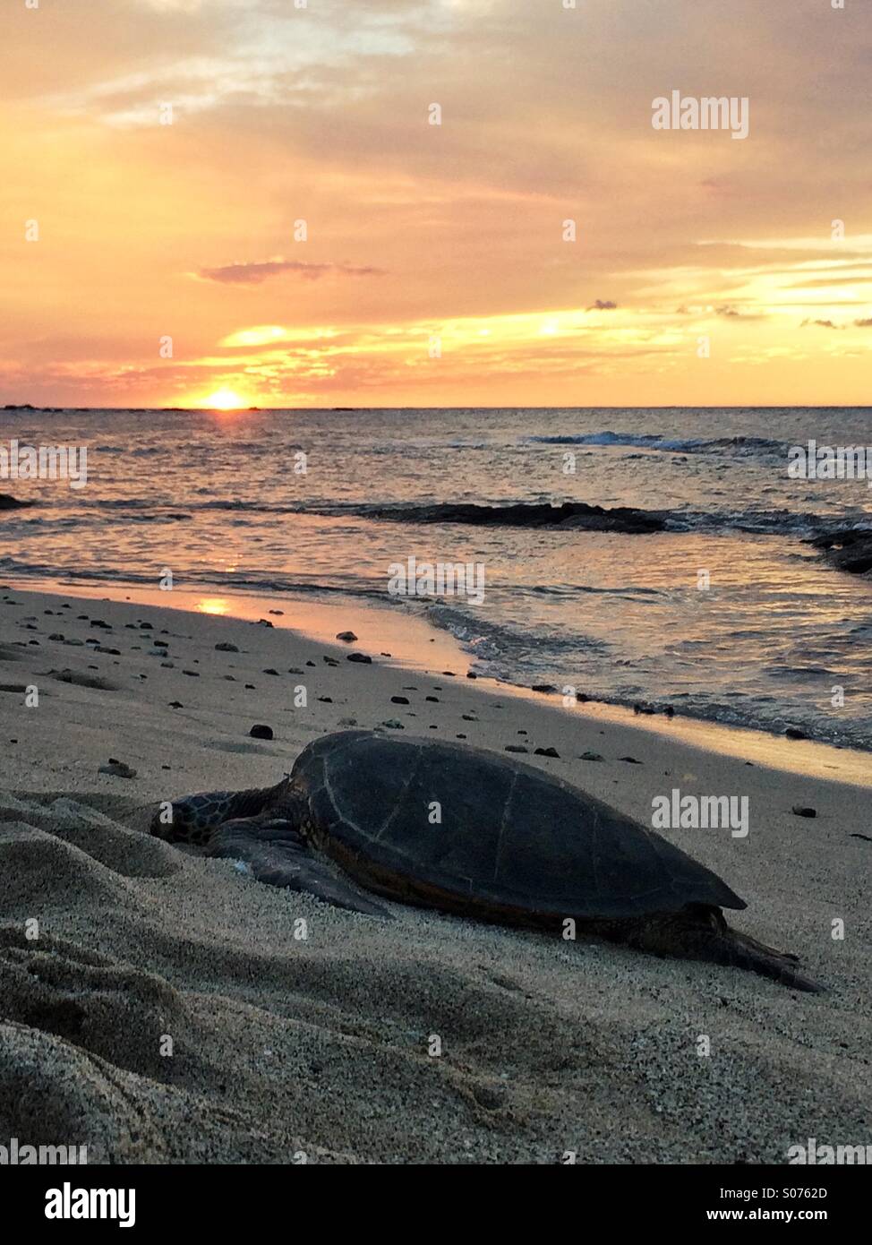 Turtle in sunset at the beach in Hawaii Stock Photo - Alamy