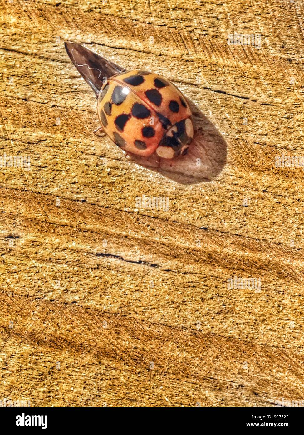 A ladybug with shadow Stock Photo - Alamy