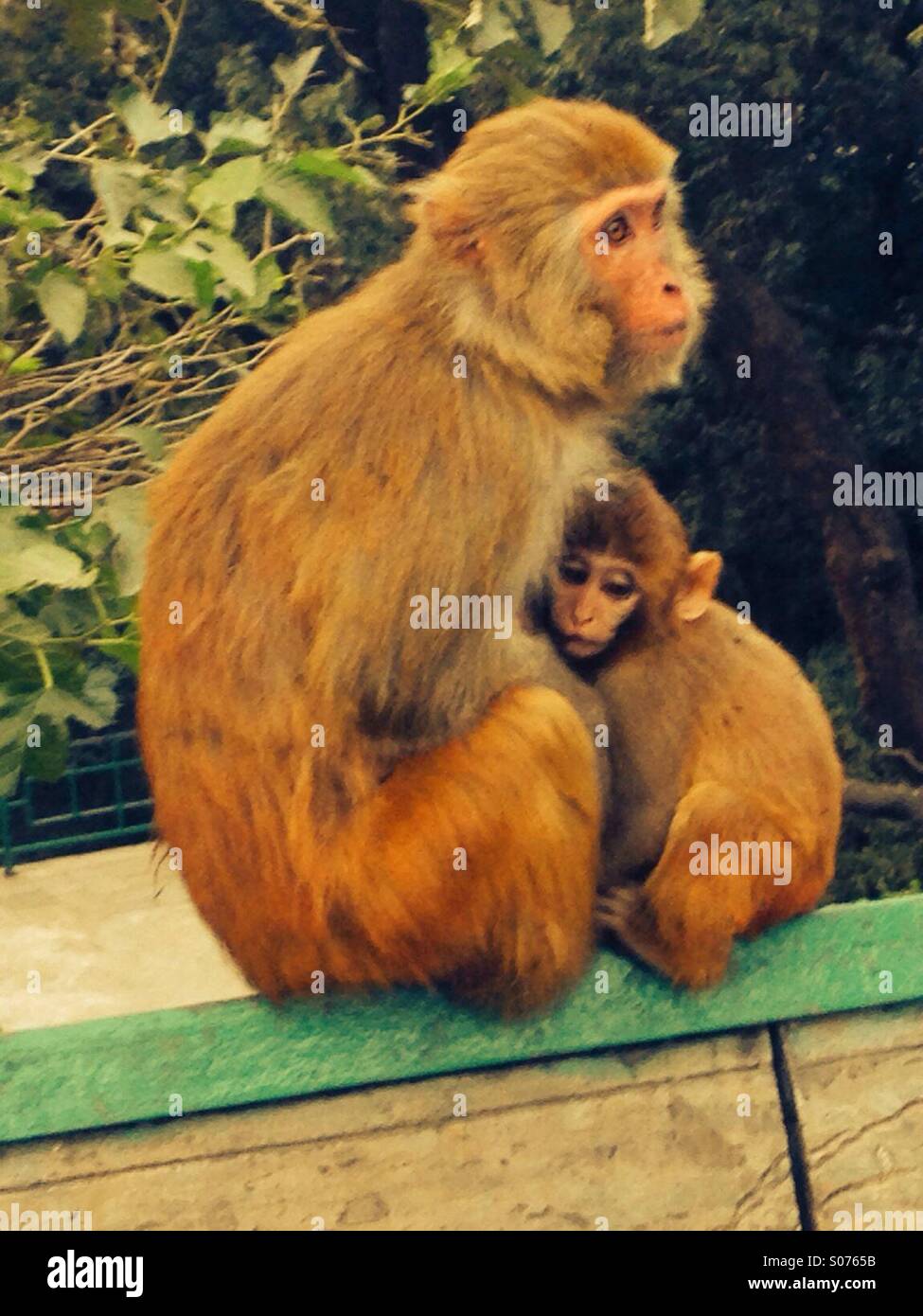 Nepalese monkeys hi-res stock photography and images - Alamy