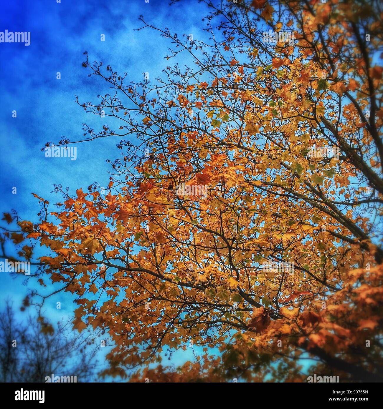 Autumn leaves on trees hi-res stock photography and images - Alamy