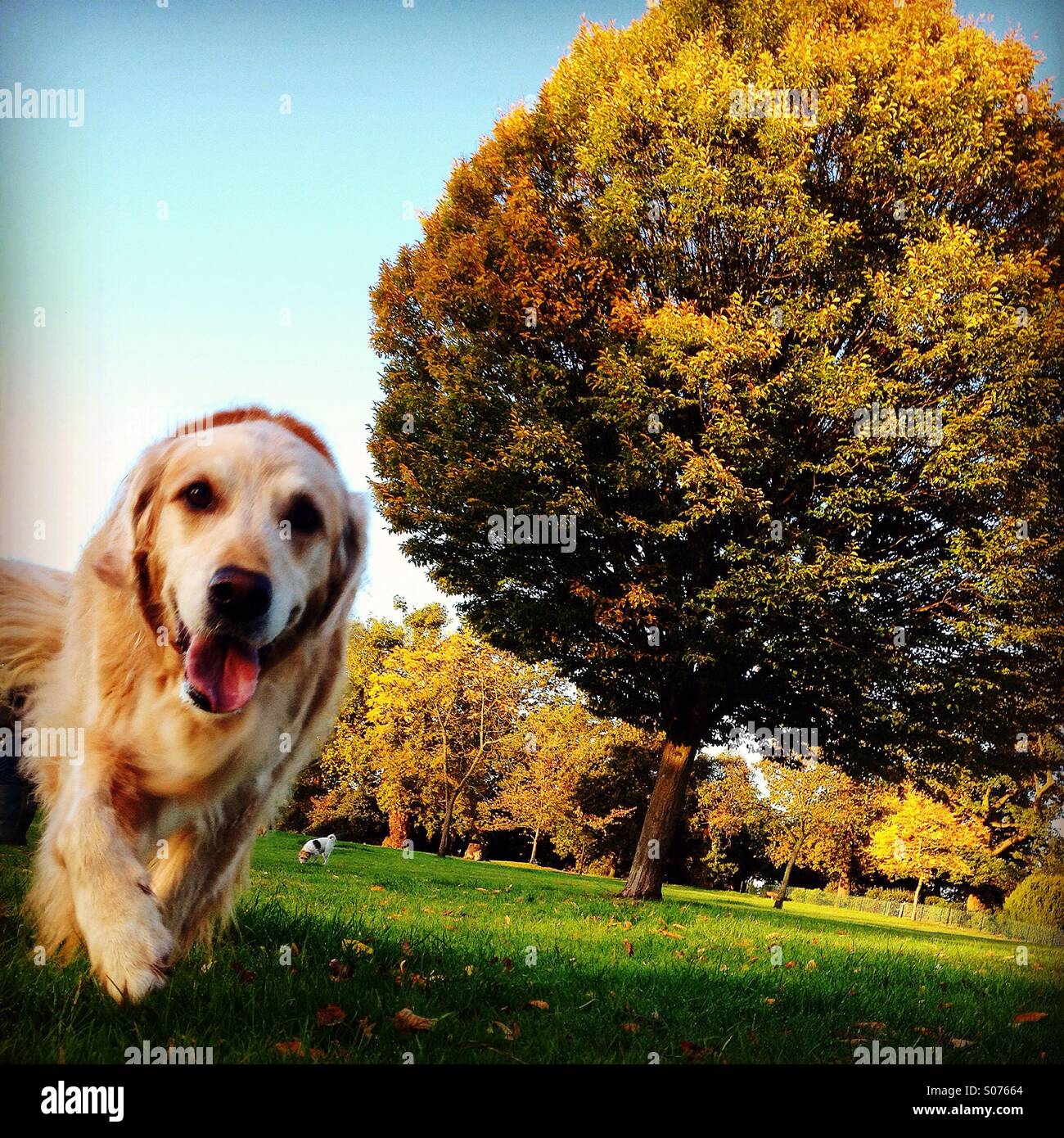 Dog running towards camera hi-res stock photography and images - Alamy