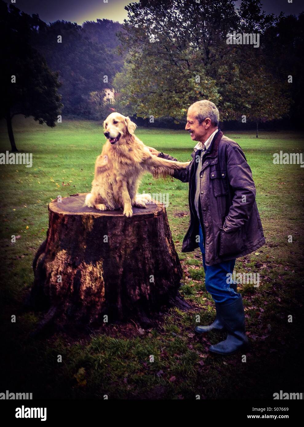 Dog sitting on tree stump with owner holding its paw Stock Photo - Alamy