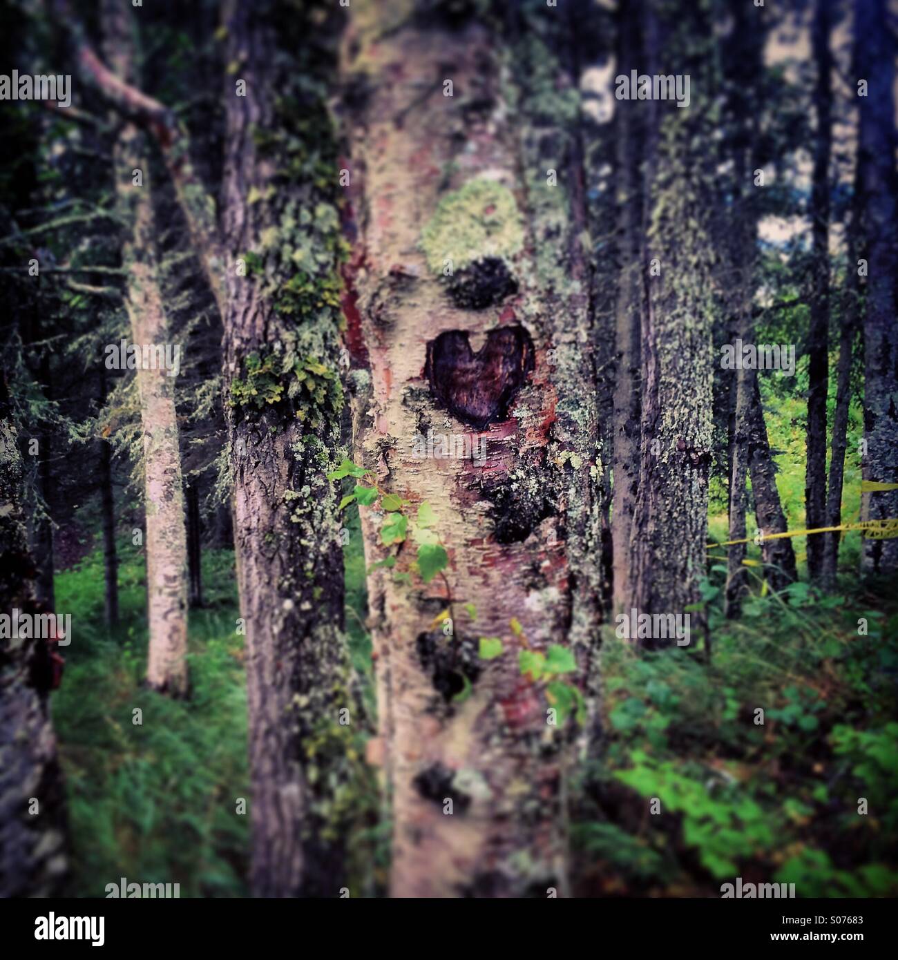 What Grows On Trees High Resolution Stock Photography and Images - Alamy