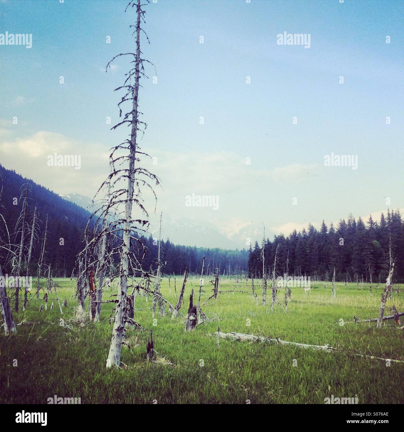 Dead trees alaska hi-res stock photography and images - Alamy
