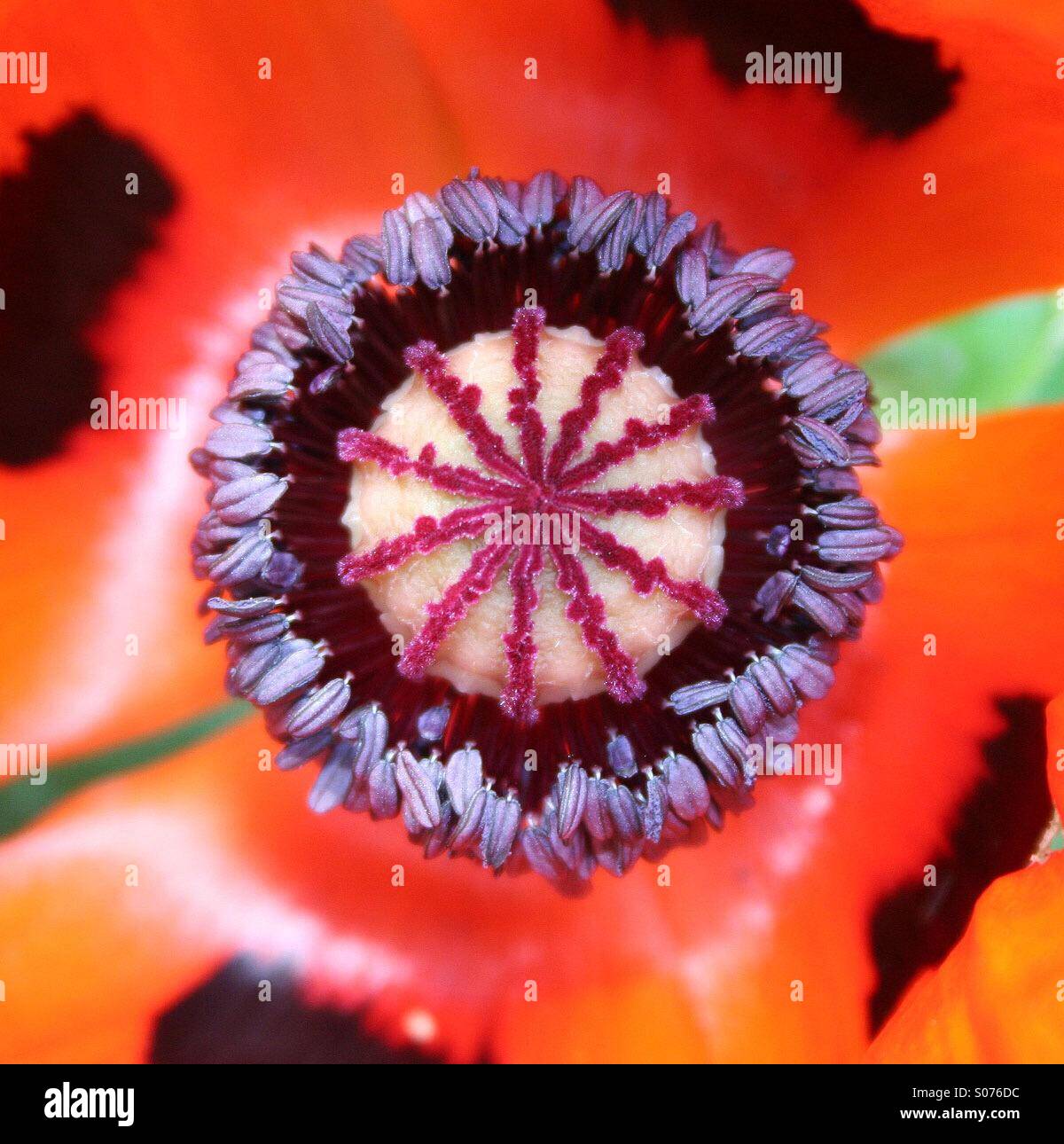 A detailed and colourful close up of the inside of a poppy flower ...