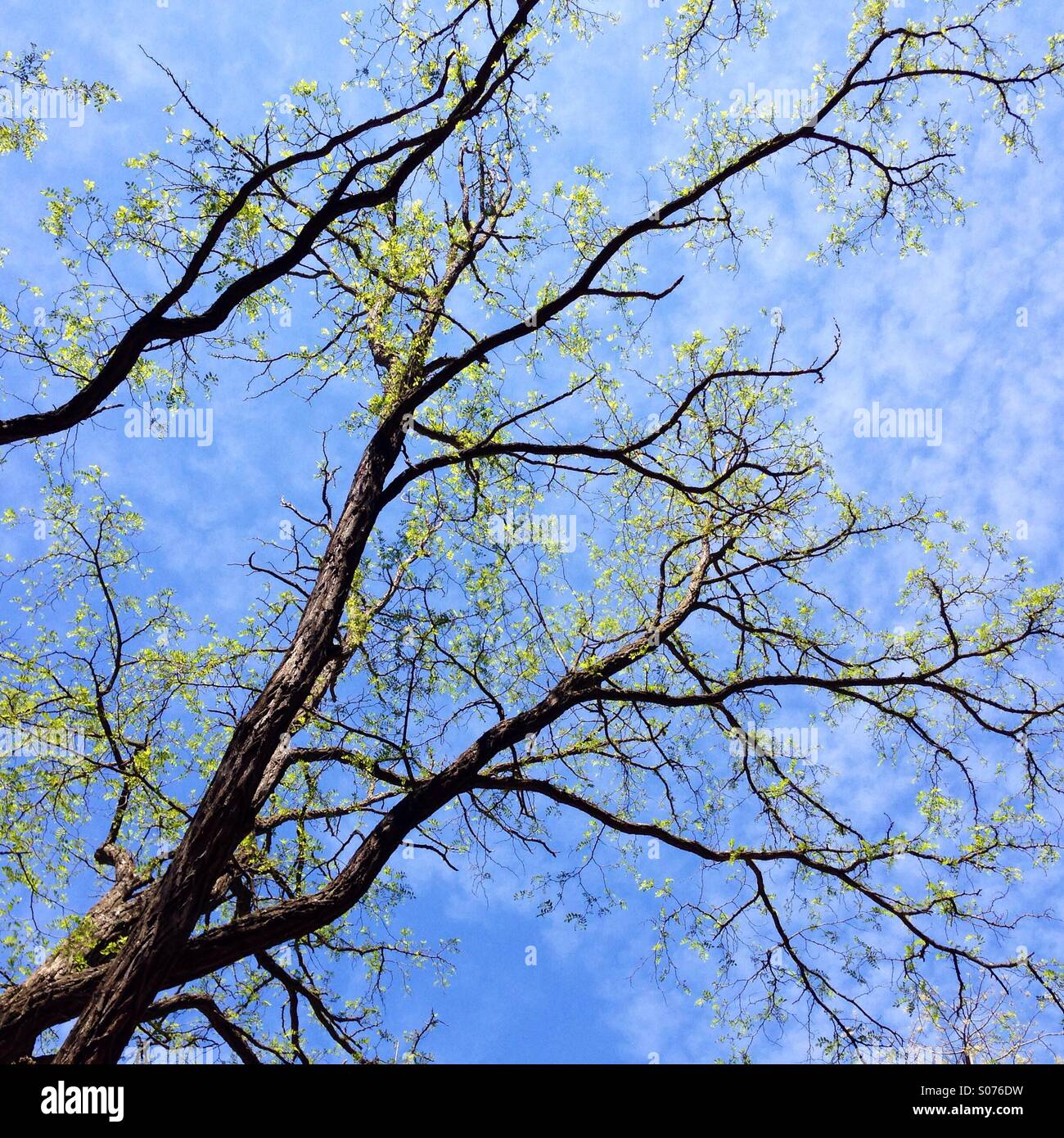 Green leaves on branches of tree hi-res stock photography and images ...