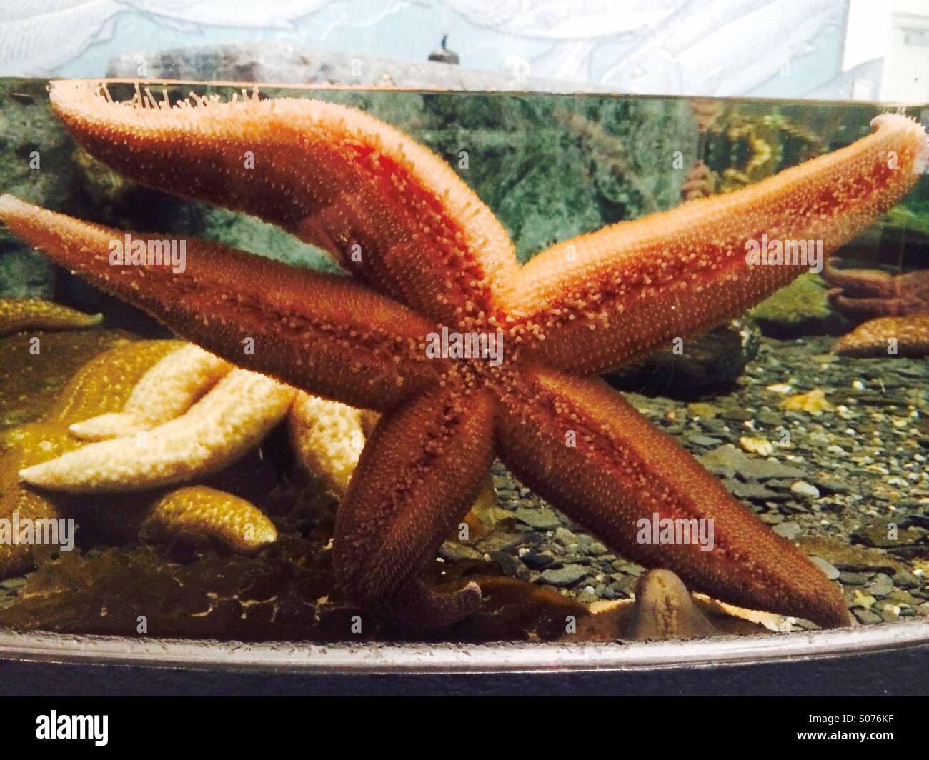 Starfish tank hi-res stock photography and images - Alamy
