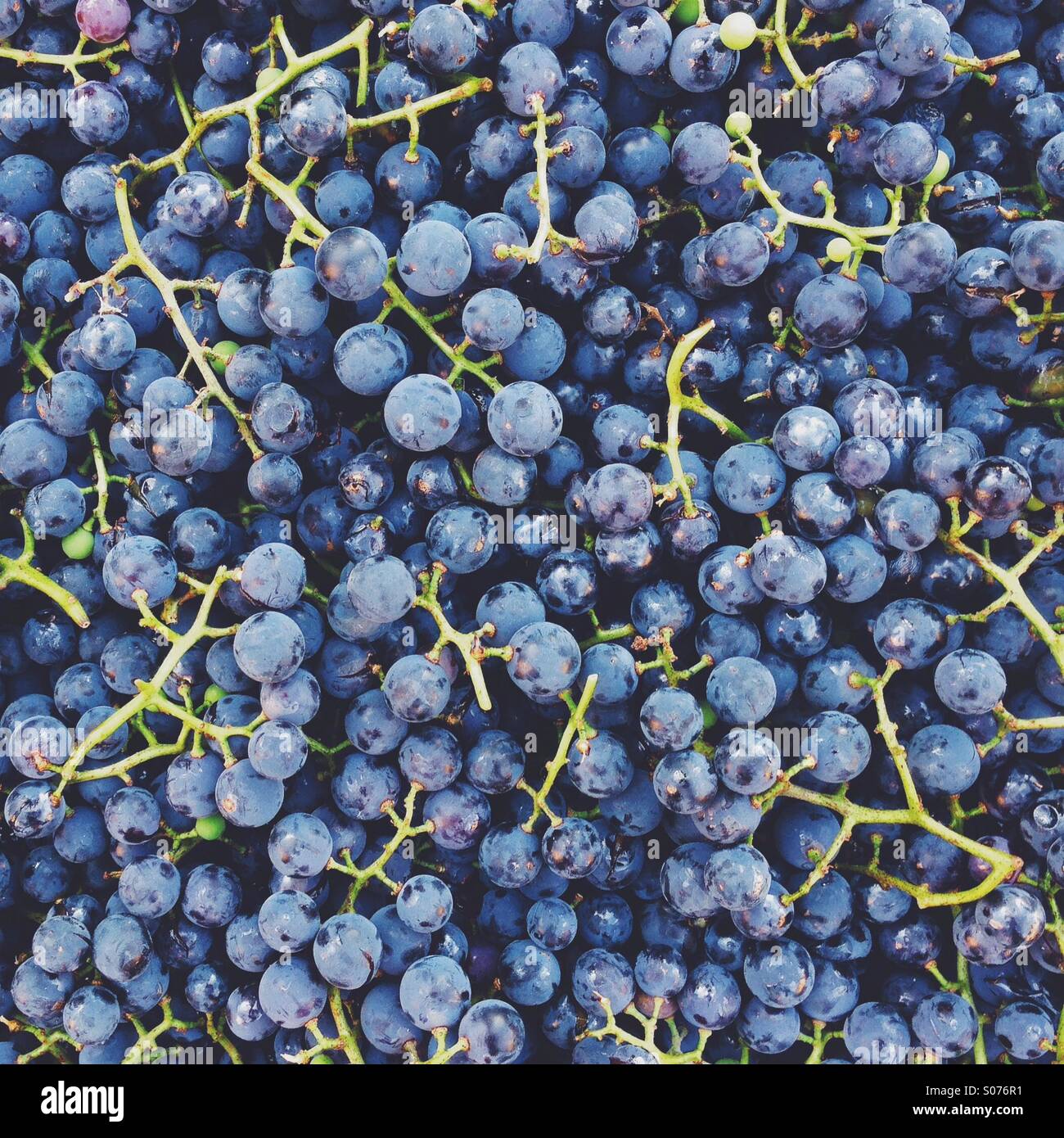 Concord grapes hi-res stock photography and images - Alamy