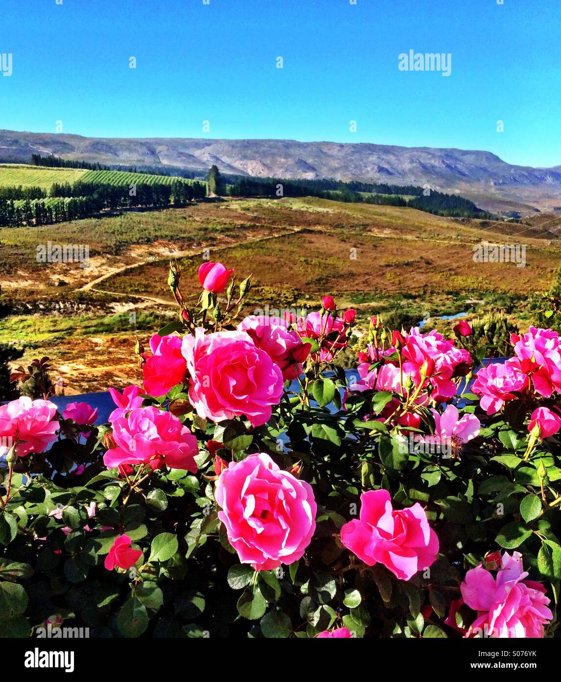 Rose tinted view hi-res stock photography and images - Alamy