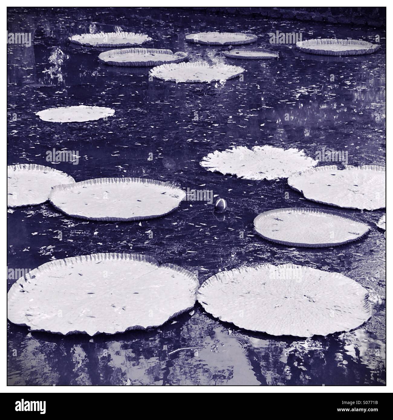 Giant water lily pads hi-res stock photography and images - Alamy