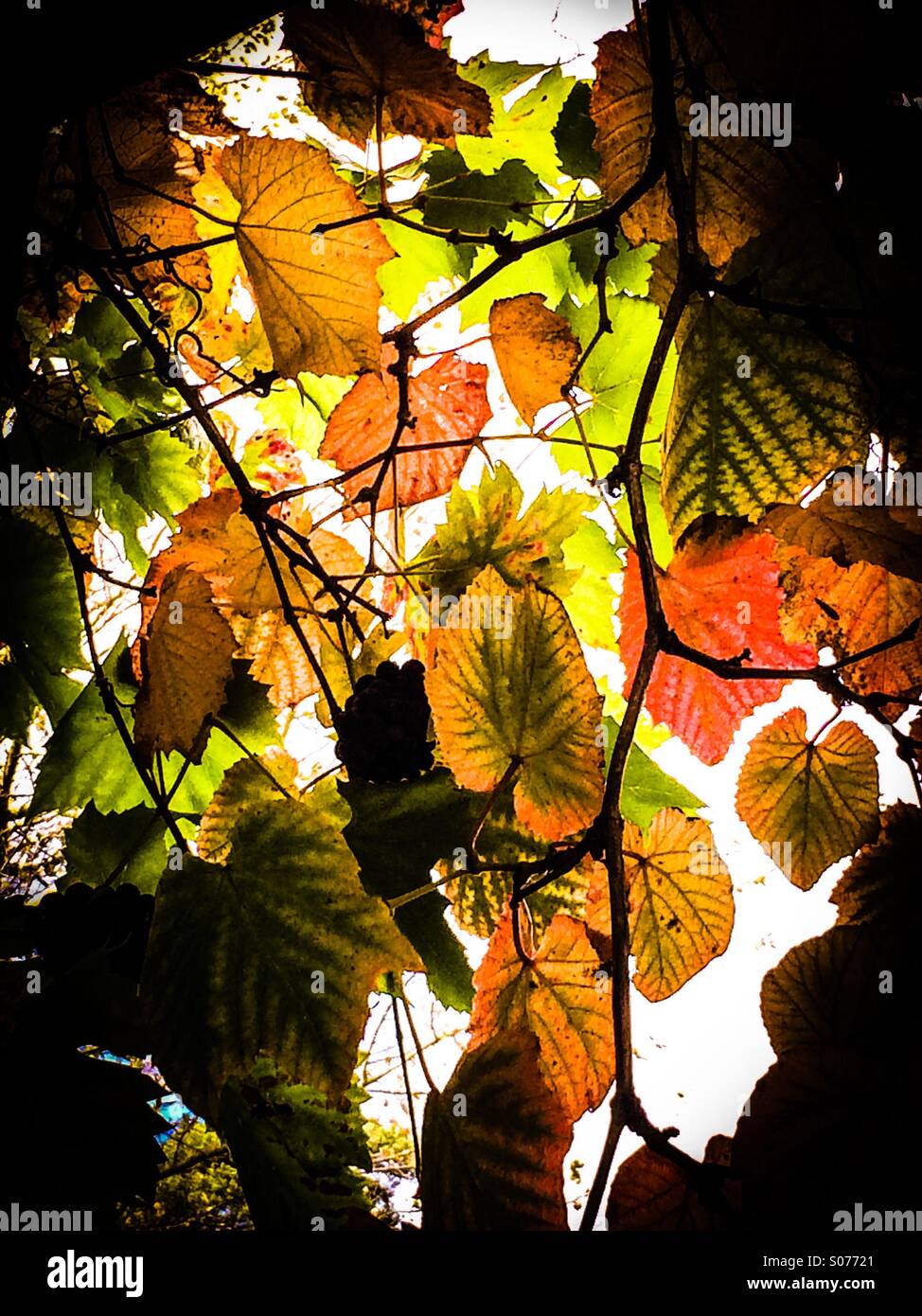 Backlit fall leaf hi-res stock photography and images - Alamy