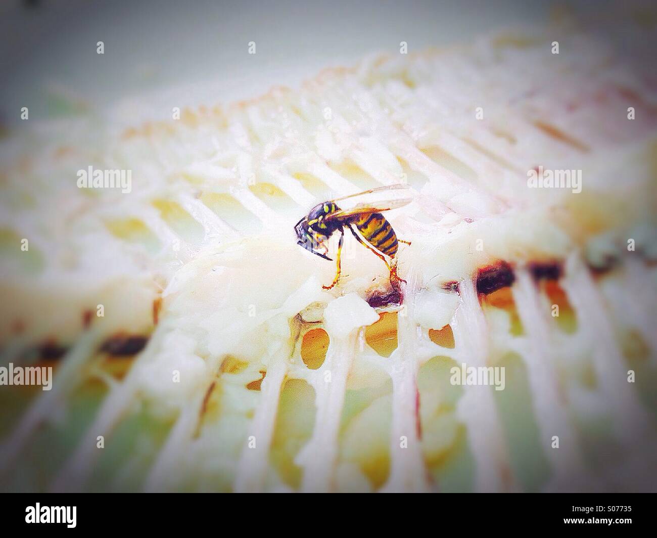Wasp Fish High Resolution Stock Photography and Images - Alamy