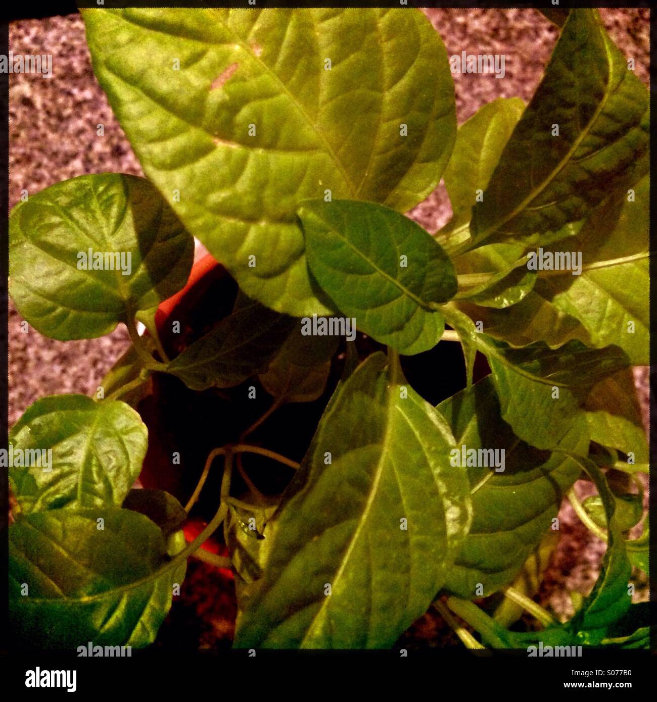 Scotch bonnet pepper plant Stock Photo - Alamy