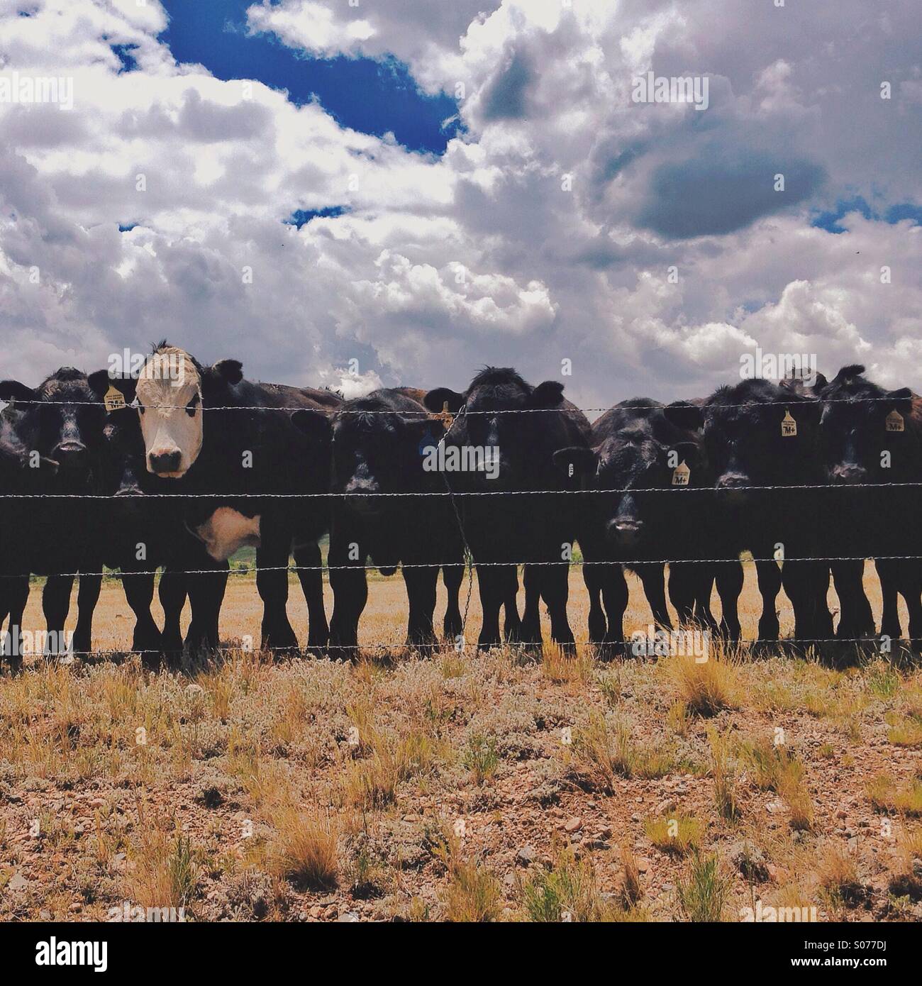 Group of cows by fence hi-res stock photography and images - Alamy