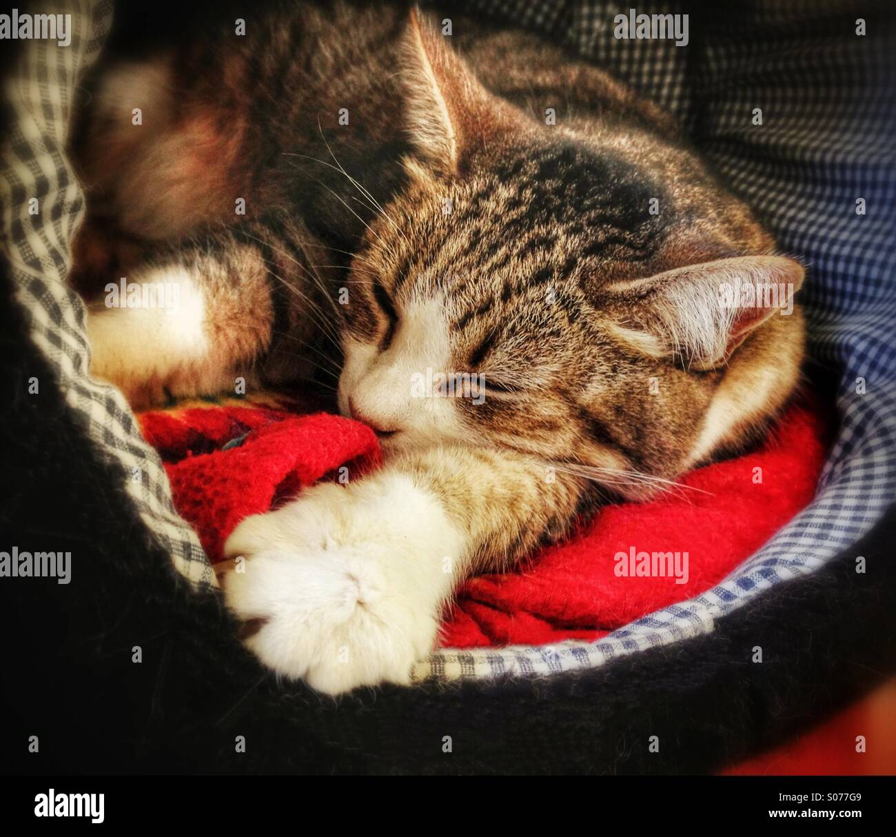 Cat naps hi-res stock photography and images - Alamy