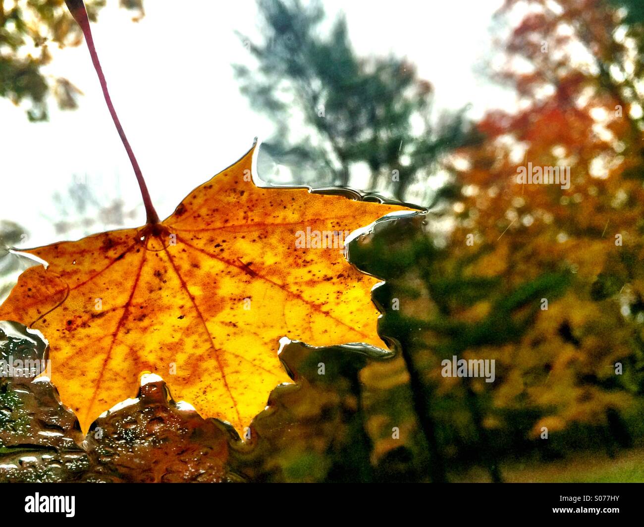 Leaf on a window in fall Stock Photo - Alamy