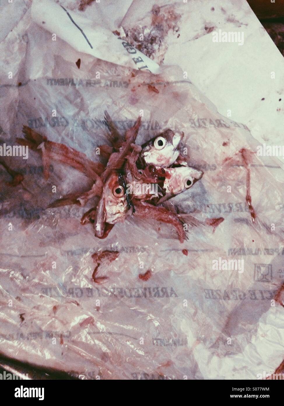 Three fish hi-res stock photography and images - Alamy