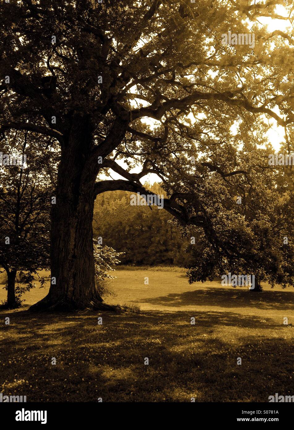 Oak tree sunlight hi-res stock photography and images - Alamy