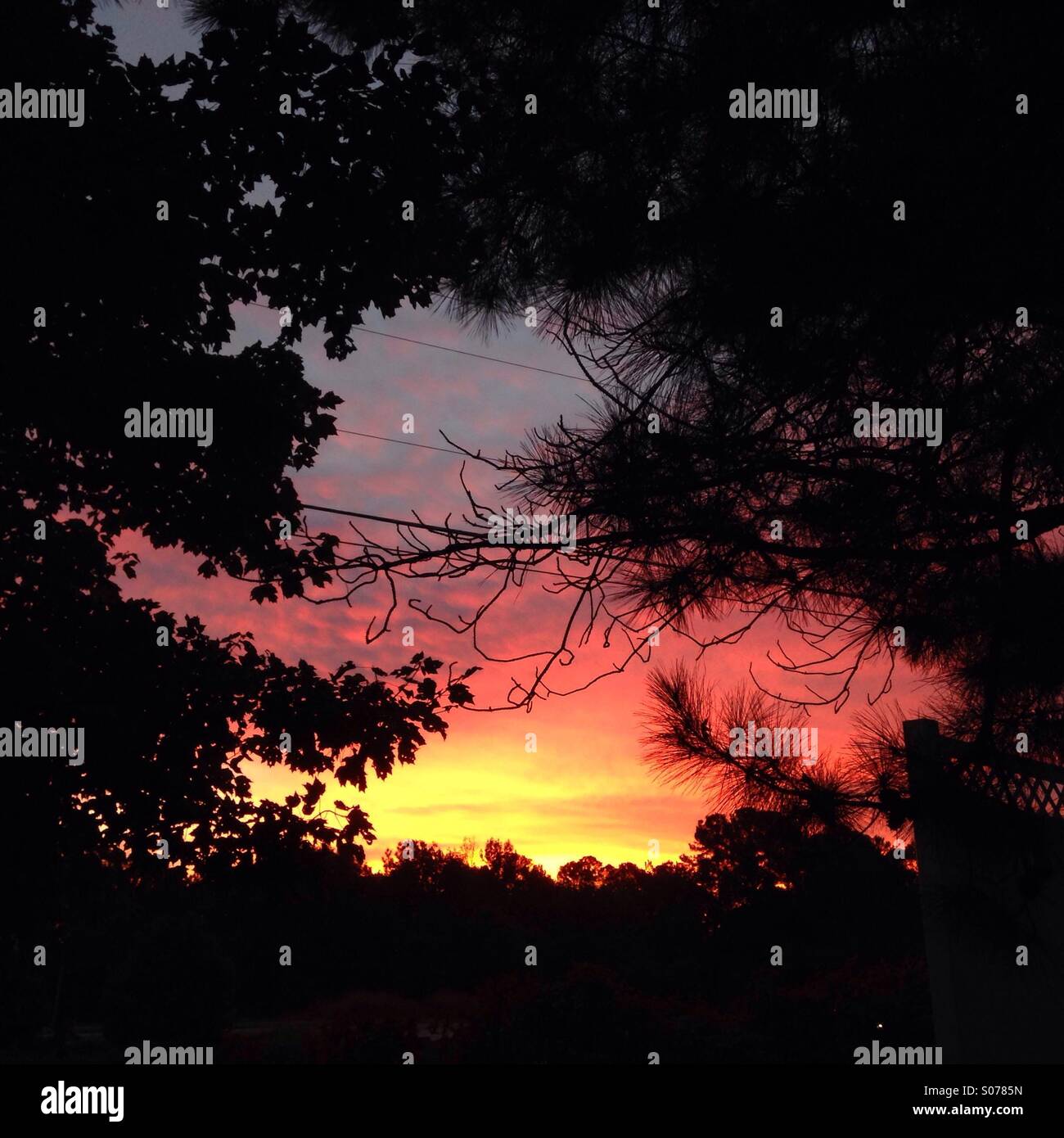 Sunrise through trees Stock Photo - Alamy