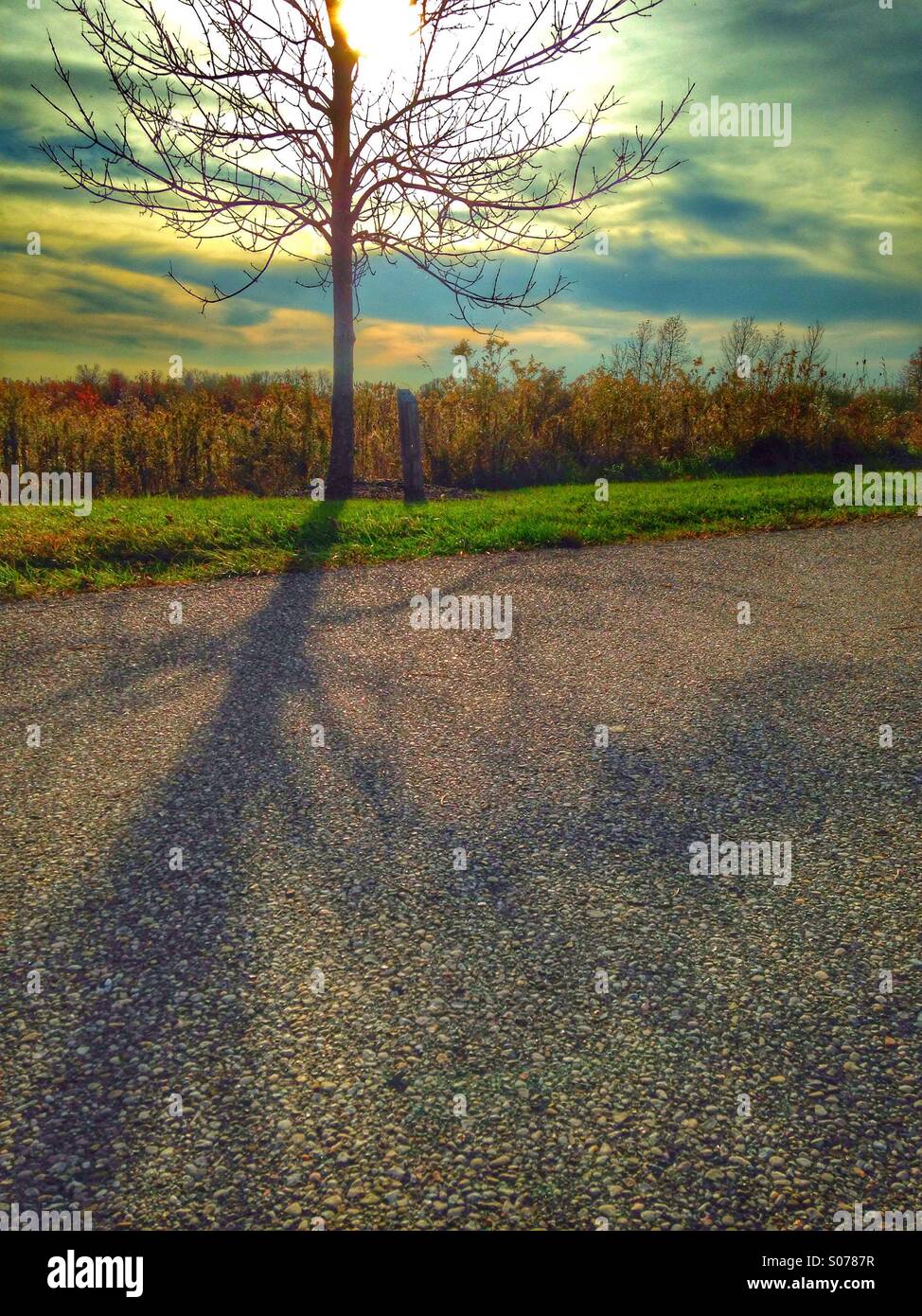 Tree limbs and brush hi-res stock photography and images - Alamy