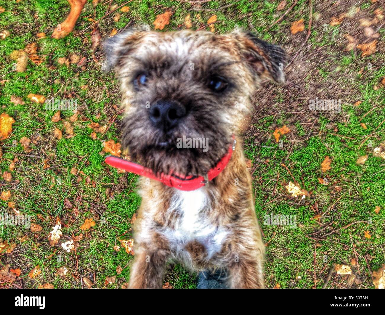 Jumping pet hi-res stock photography and images - Alamy