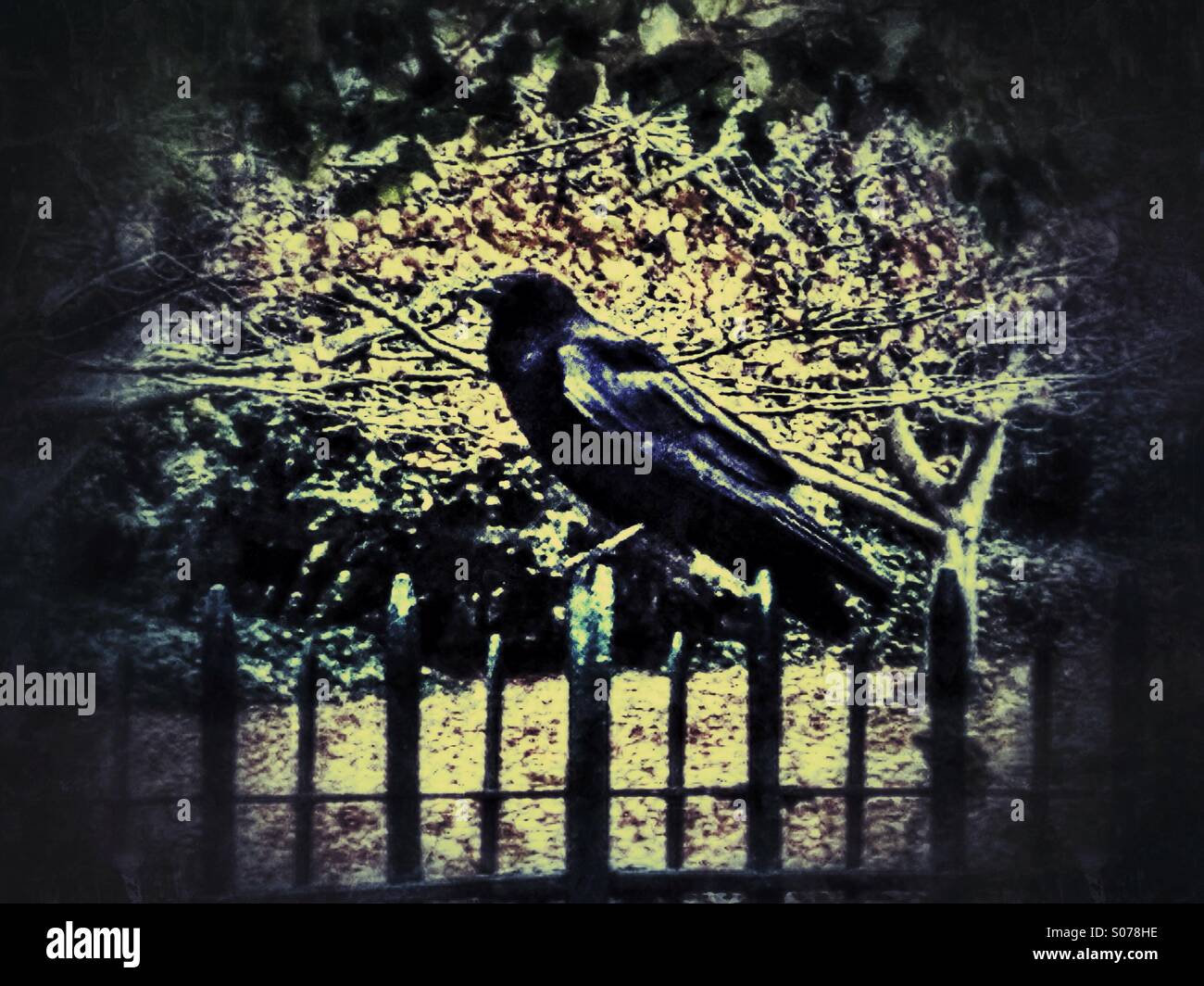 Crow standing on a metal railing with trees in background Stock Photo ...