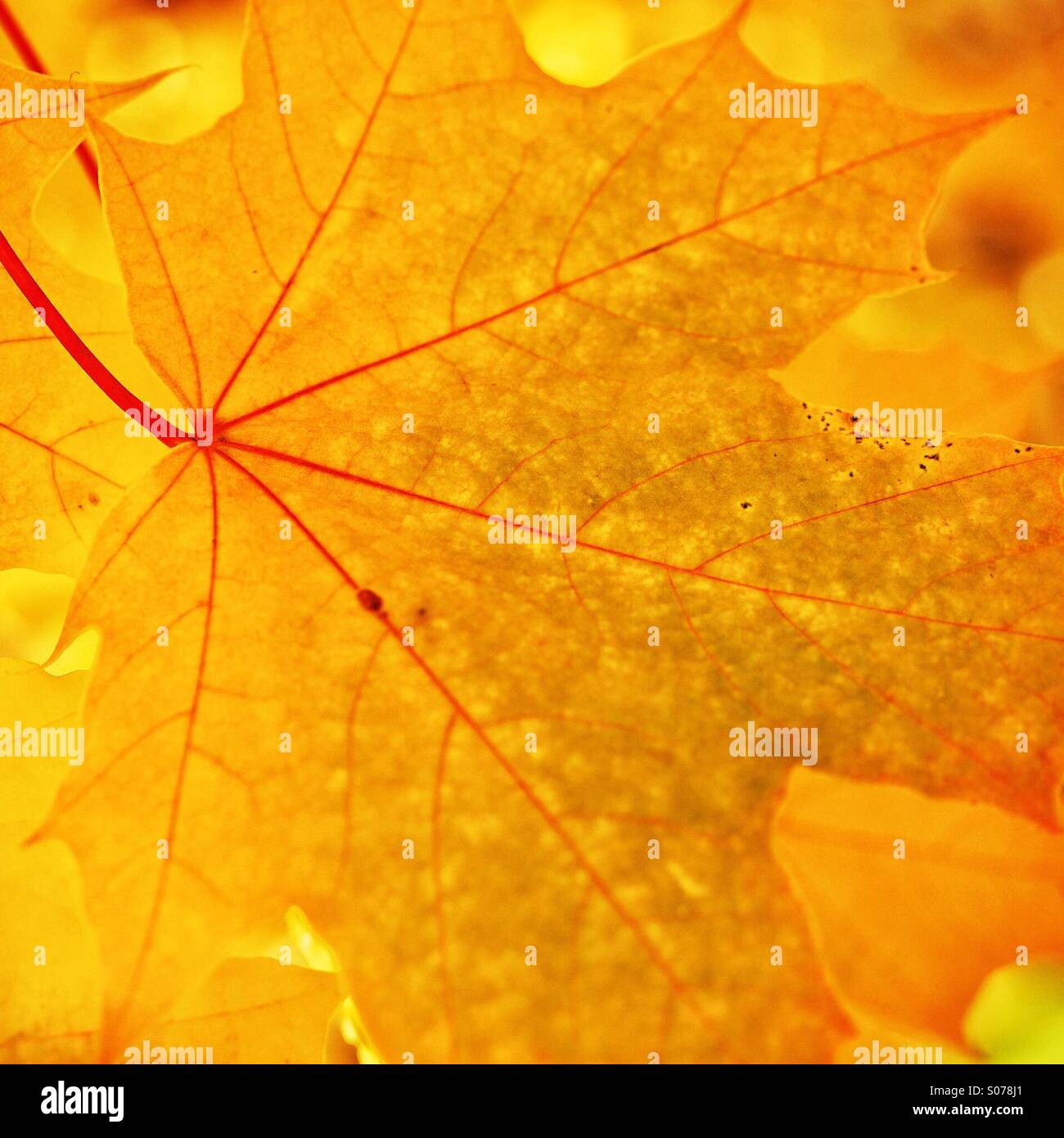 Yellow autumn leaf close hi-res stock photography and images - Alamy