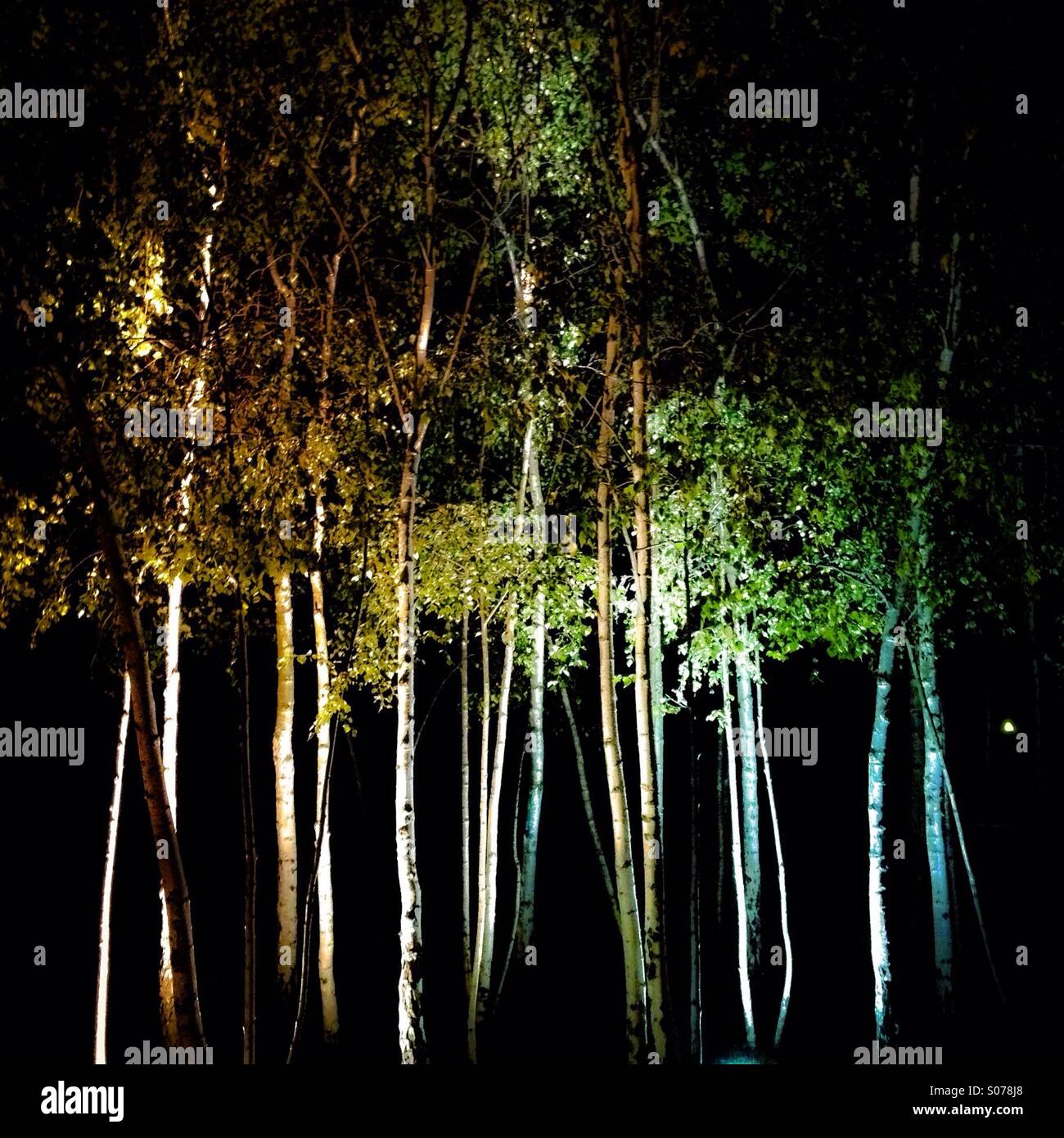 Uplit Silver Birch Trees Stock Photo - Alamy