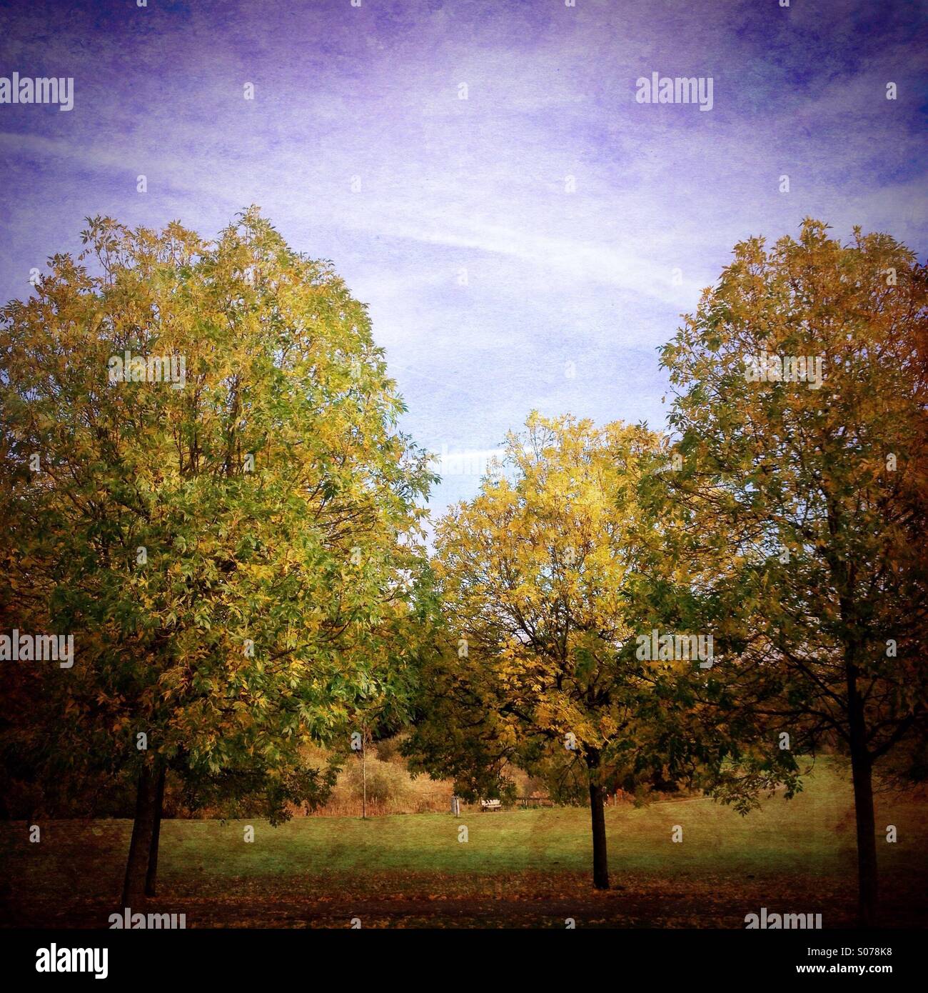 Ash trees in the hi-res stock photography and images - Alamy
