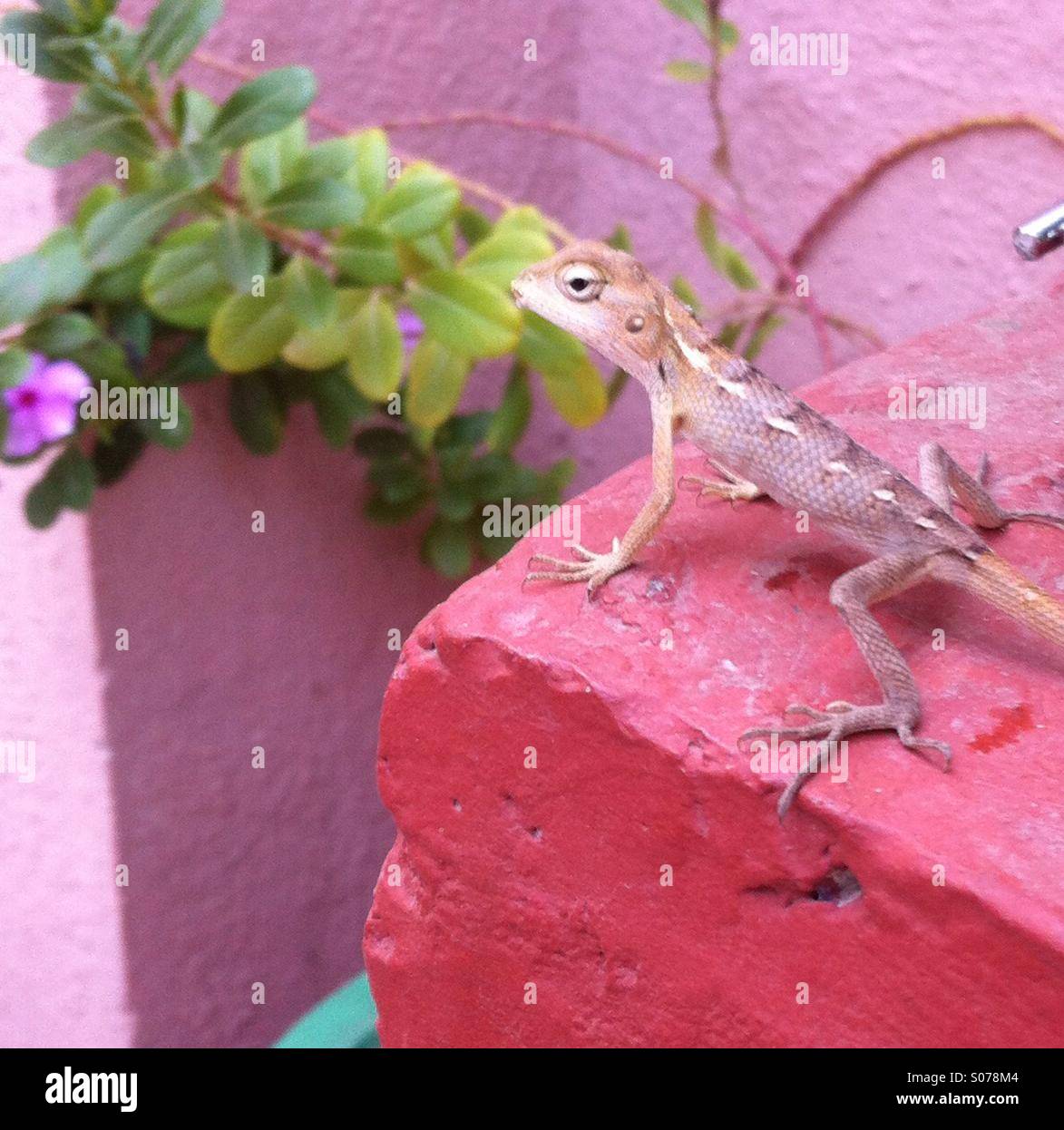 Indian Lizard High Resolution Stock Photography and Images - Alamy