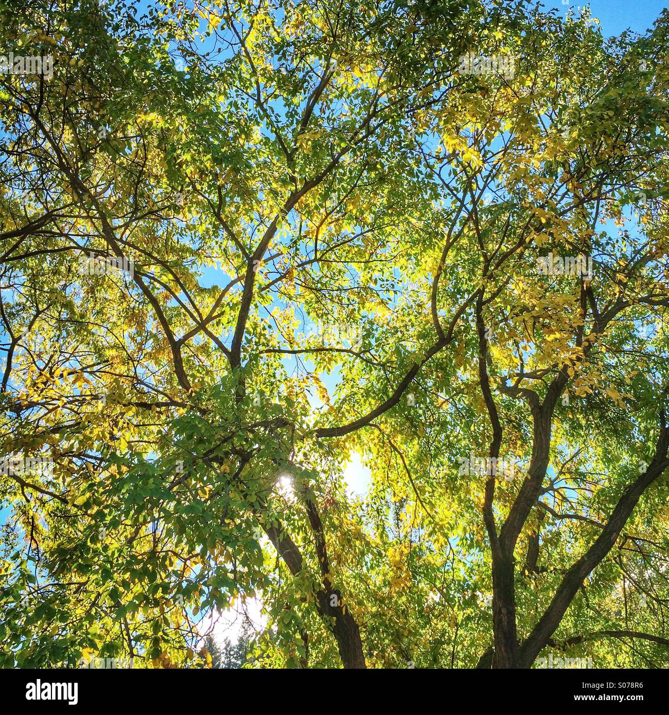 Sunlight through trees in hi-res stock photography and images - Alamy