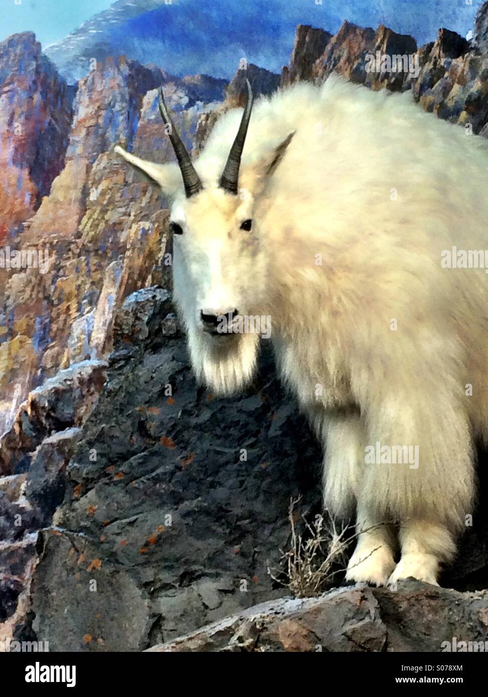 Mountain goat hi-res stock photography and images - Alamy