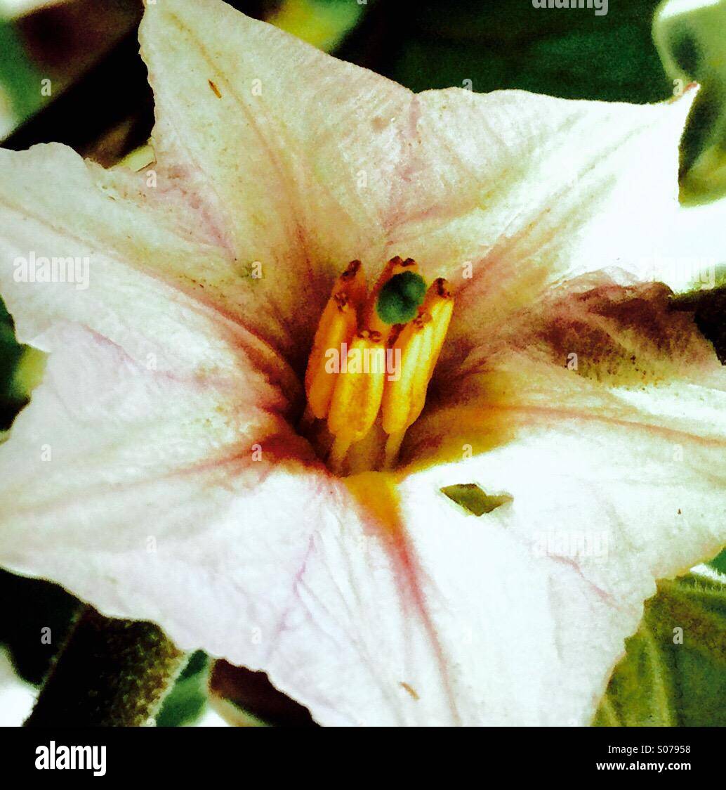 Brinjal flower hi-res stock photography and images - Alamy