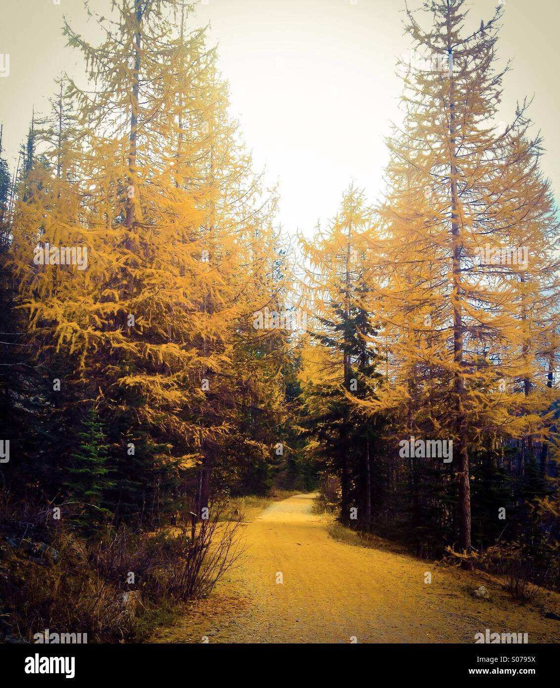 Tamarack larch trees in their autumn colours. Their fallen needles ...