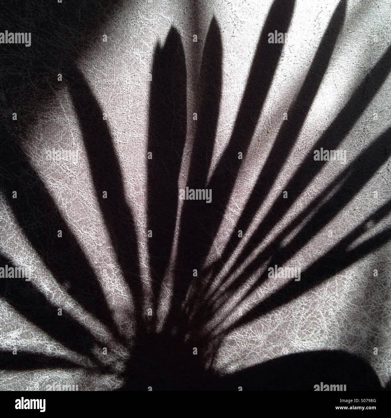 Small palm leaves hi-res stock photography and images - Alamy