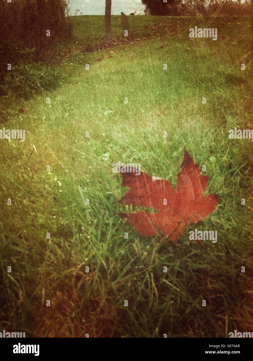 A fallen leaf Stock Photo - Alamy
