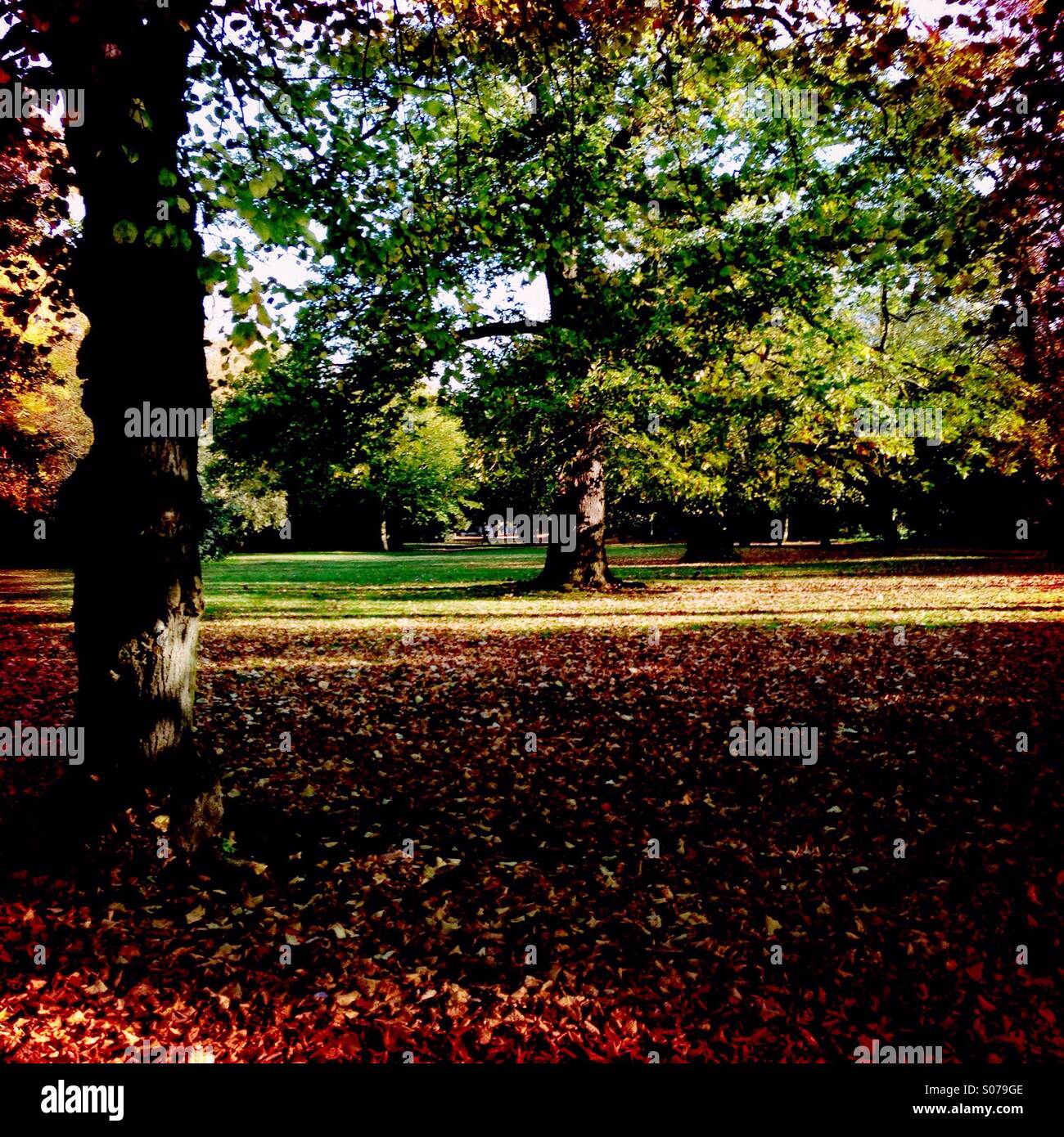 City park open space trees grass lawn hi-res stock photography and ...