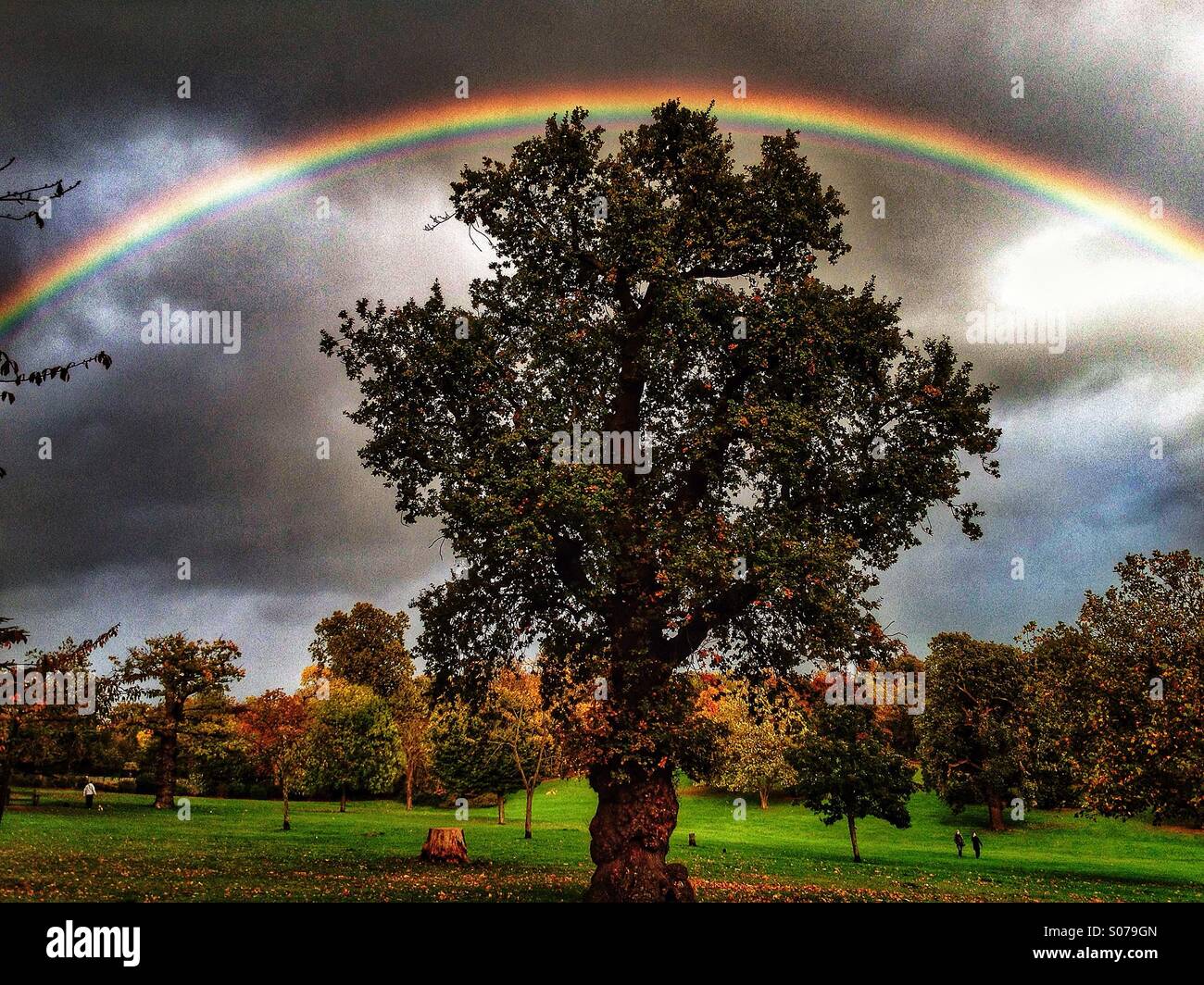 Rainbow tree hi-res stock photography and images - Alamy