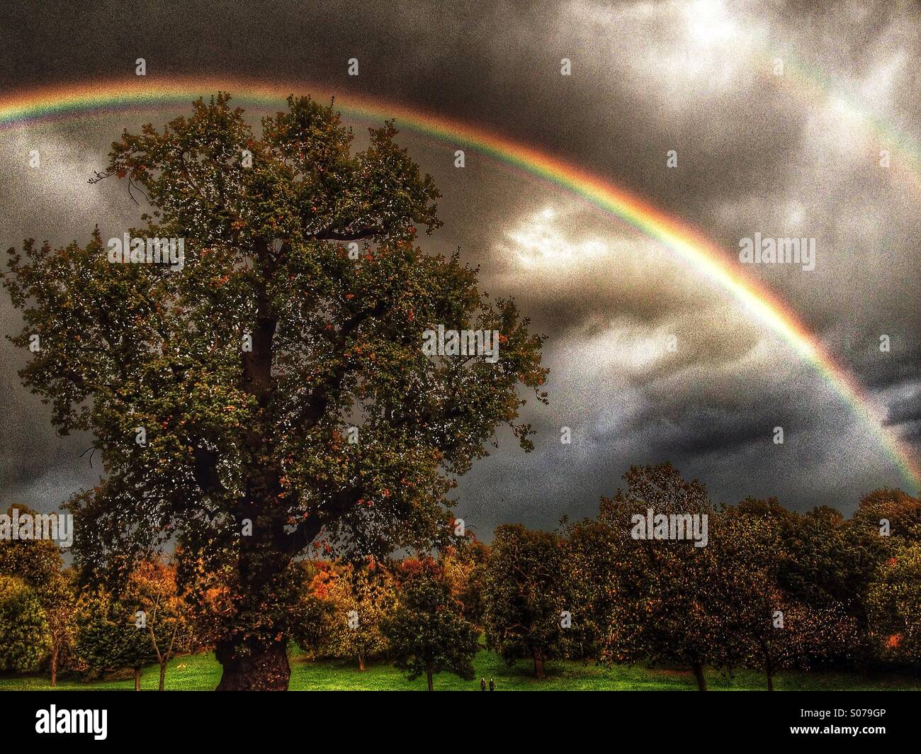 Rainbow tree hi-res stock photography and images - Alamy
