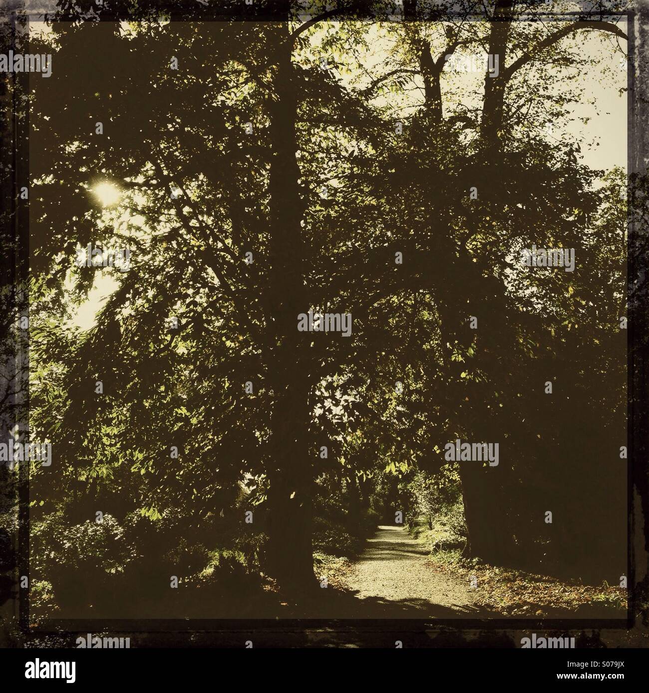 Tree trees lined pathway hi-res stock photography and images - Alamy