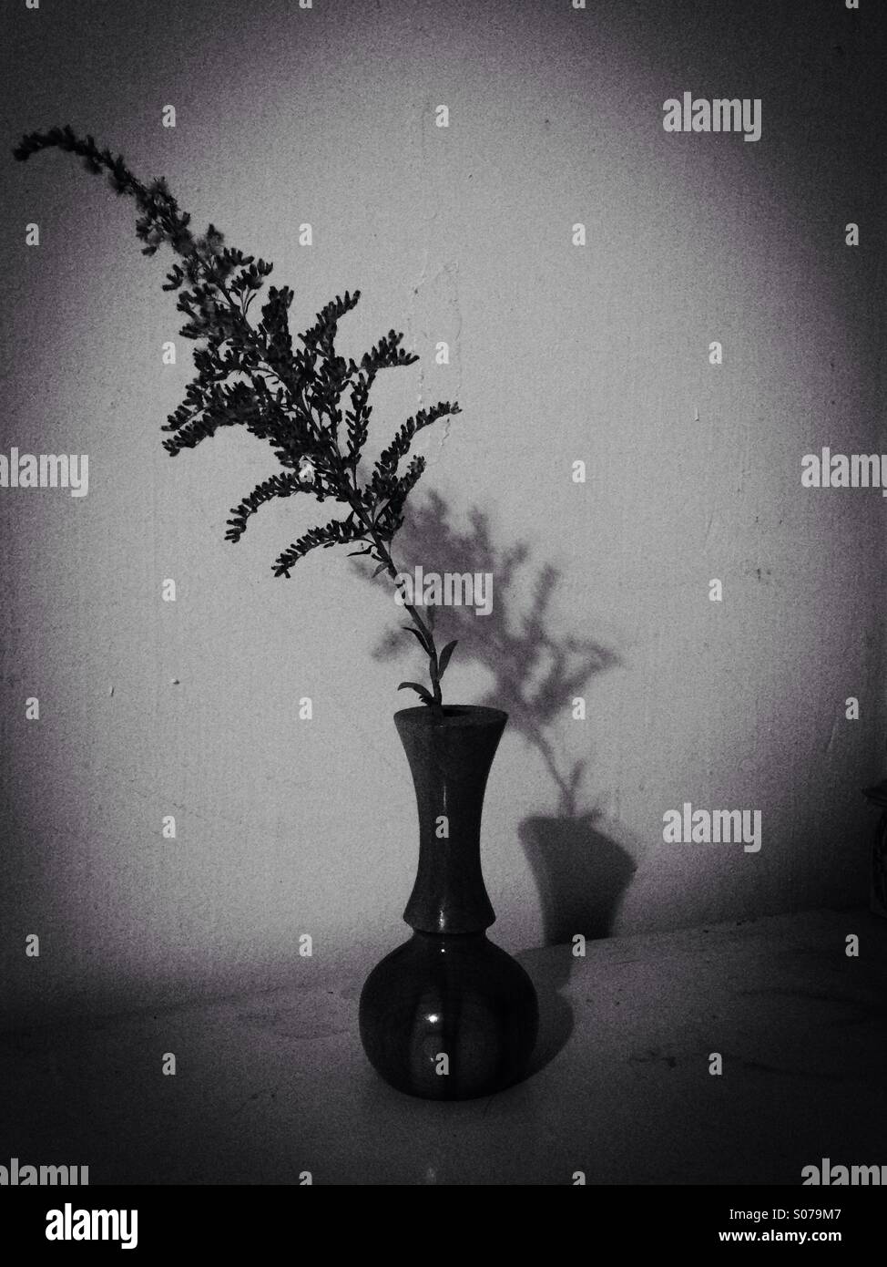 Bnw floral hi-res stock photography and images - Alamy