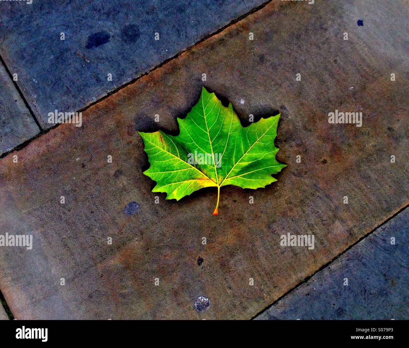 Leaf on floor Stock Photo - Alamy
