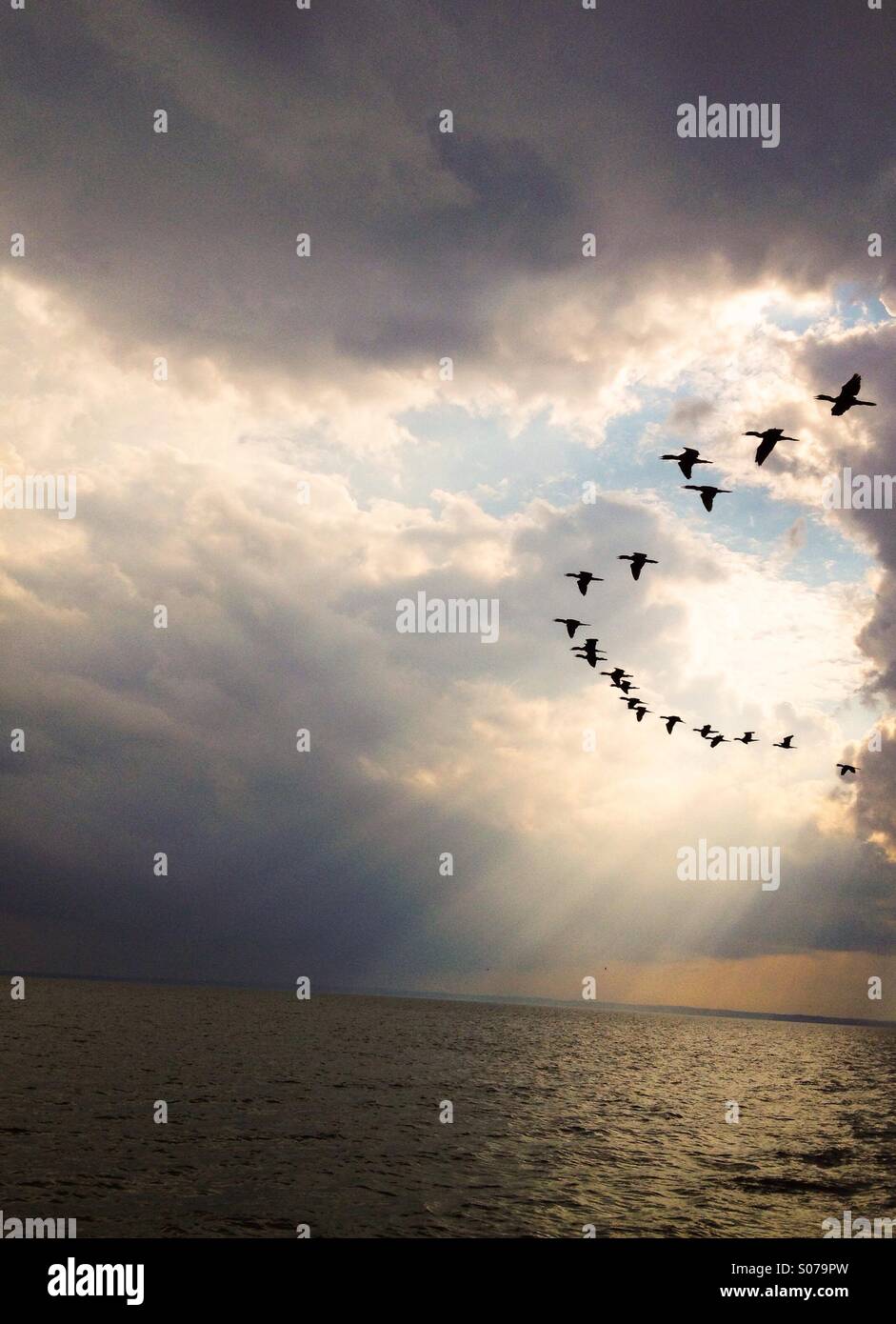 Peaceful birds hi-res stock photography and images - Alamy