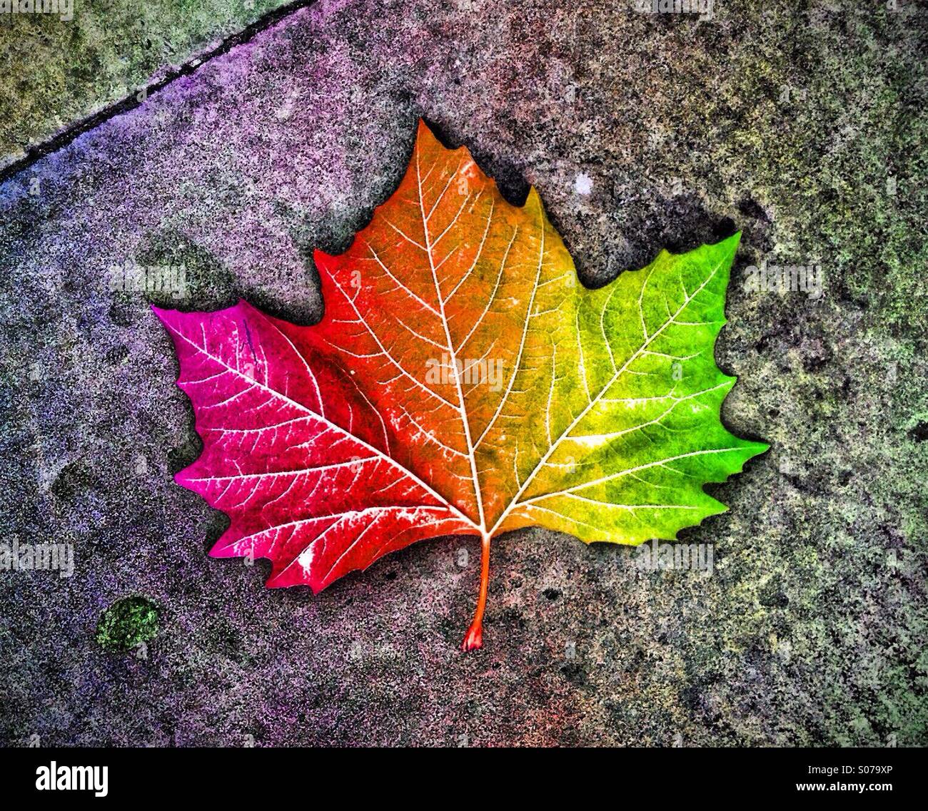 Colour change on maple leaf showing the changing shades of autumn Stock ...