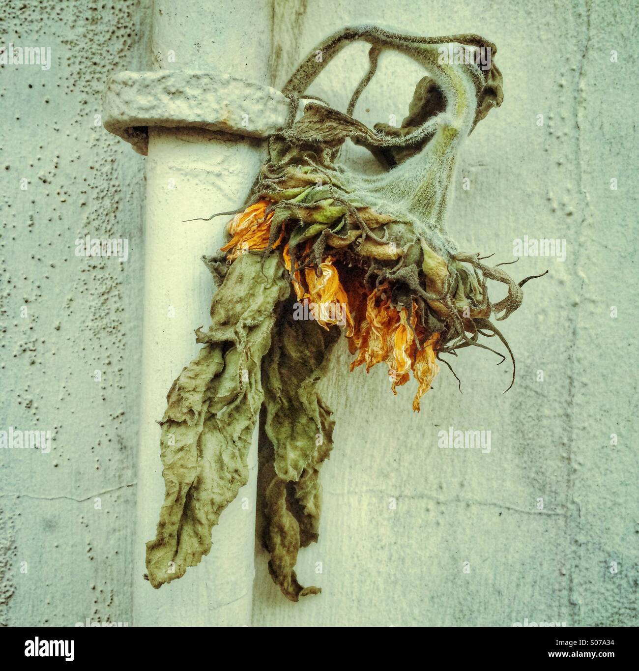 A drooping sunflower attached to a drainpipe Stock Photo - Alamy