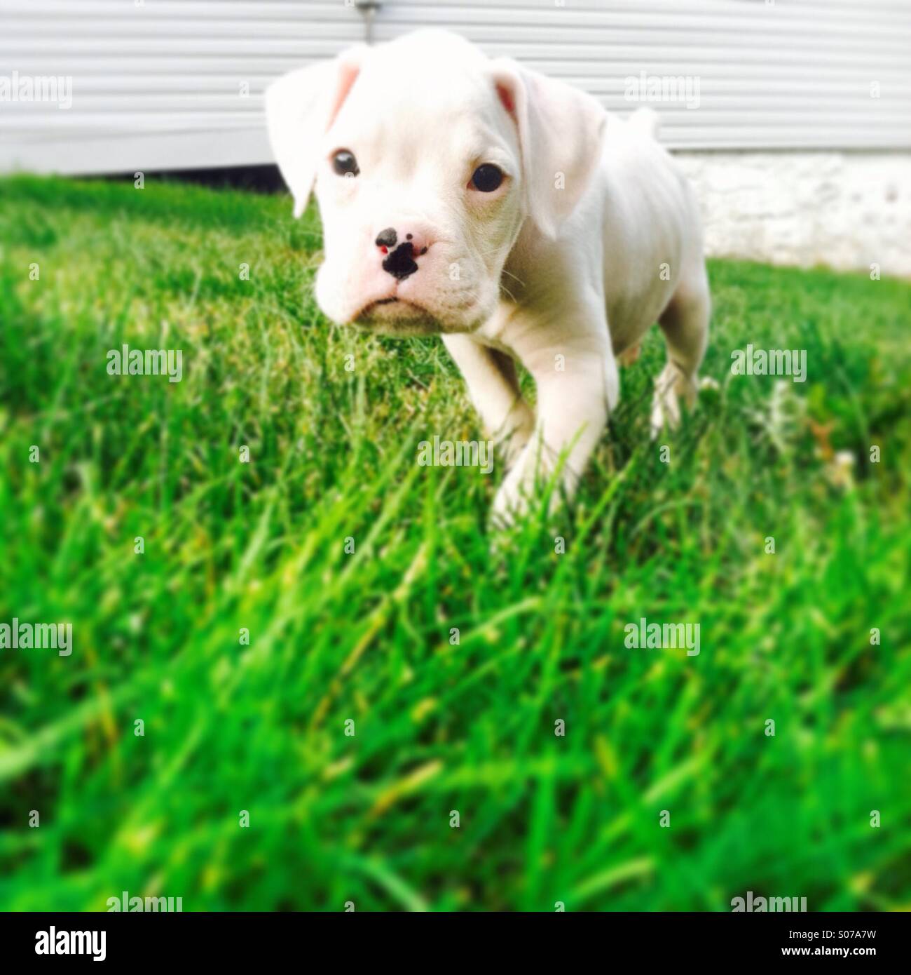 Boxer puppy hi-res stock photography and images - Alamy