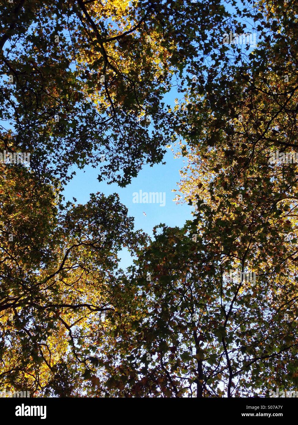 Canopy of trees hi-res stock photography and images - Alamy