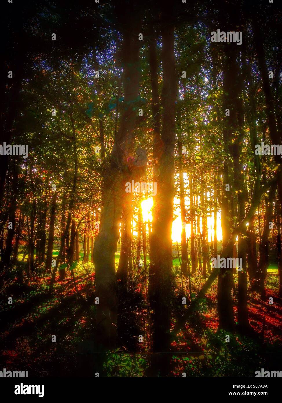 Low evening light through hi-res stock photography and images - Alamy
