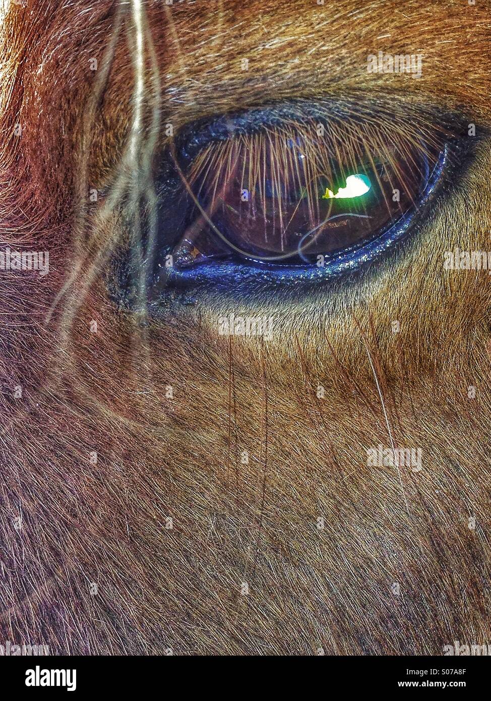 Ponies close up Stock Photo - Alamy